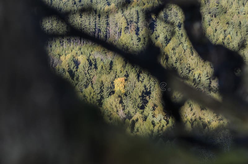 Pine Forest with Colorful Tree Stock Image - Image of foliage ...