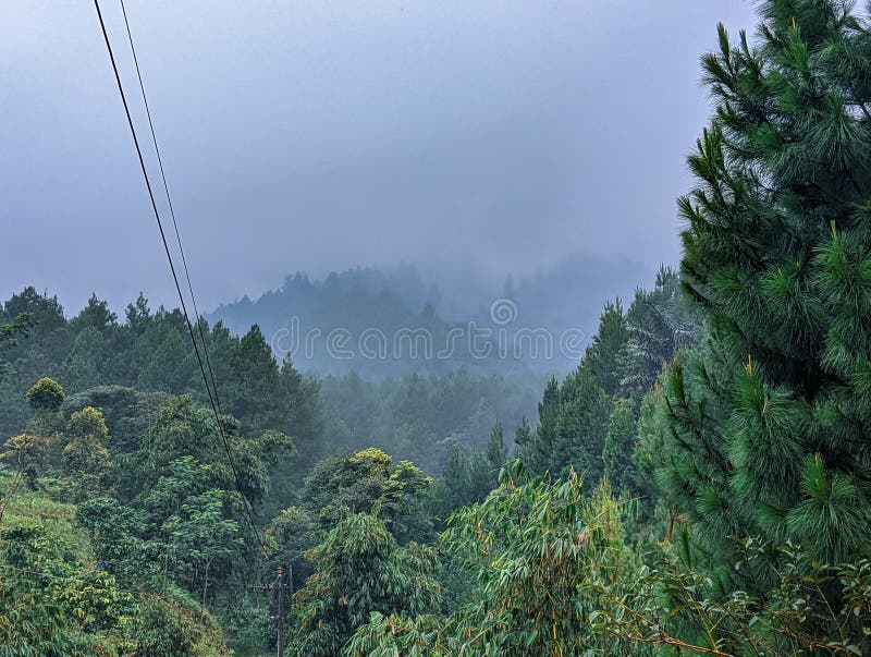 A Pine Forest Covered in Fog after the Rain Stock Image - Image of pine ...