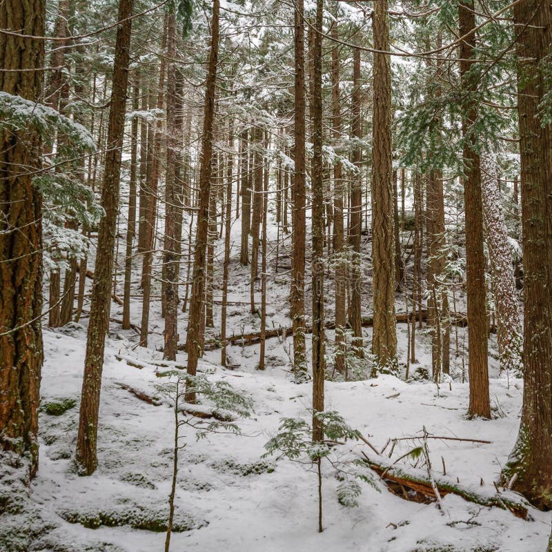 A Pine Forest Covered in the Fresh Snow of Winter Stock Photo - Image ...