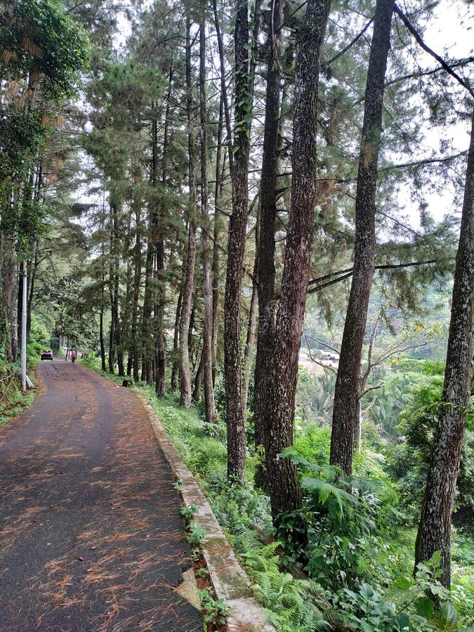 Pine Forest at Curug Nangka Bogor Stock Image - Image of leaf, woodland ...