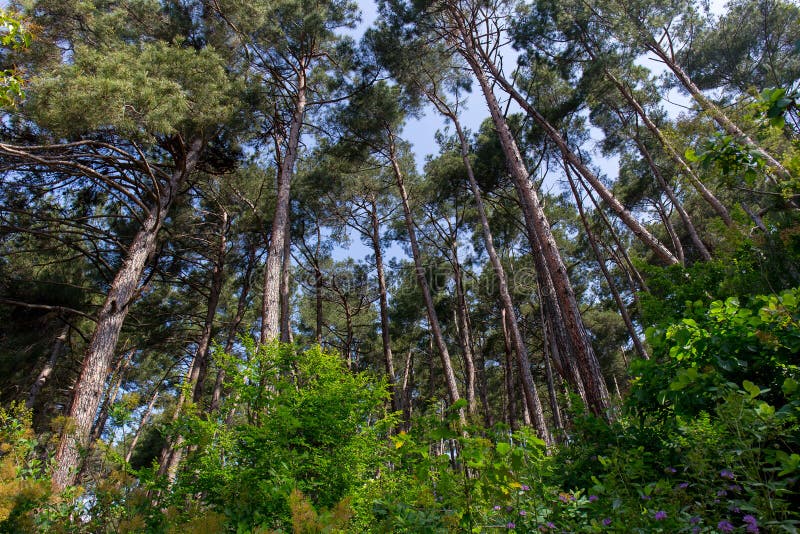 Pine Forest at Daylight Tree Summer Bush Landscape Stock Photo - Image ...