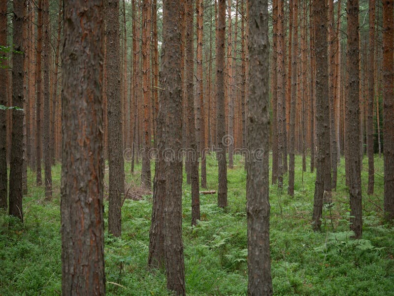 Pine Forest Deep Trees stock image. Image of trees, pine - 192902297