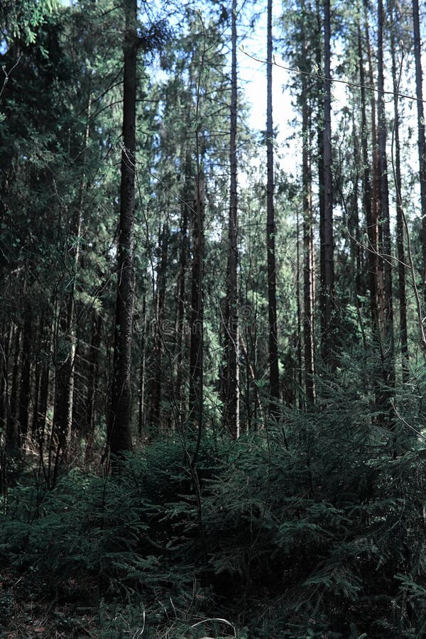 Pine Forest. Depths of a Forest. Journey through Forest Paths Stock ...