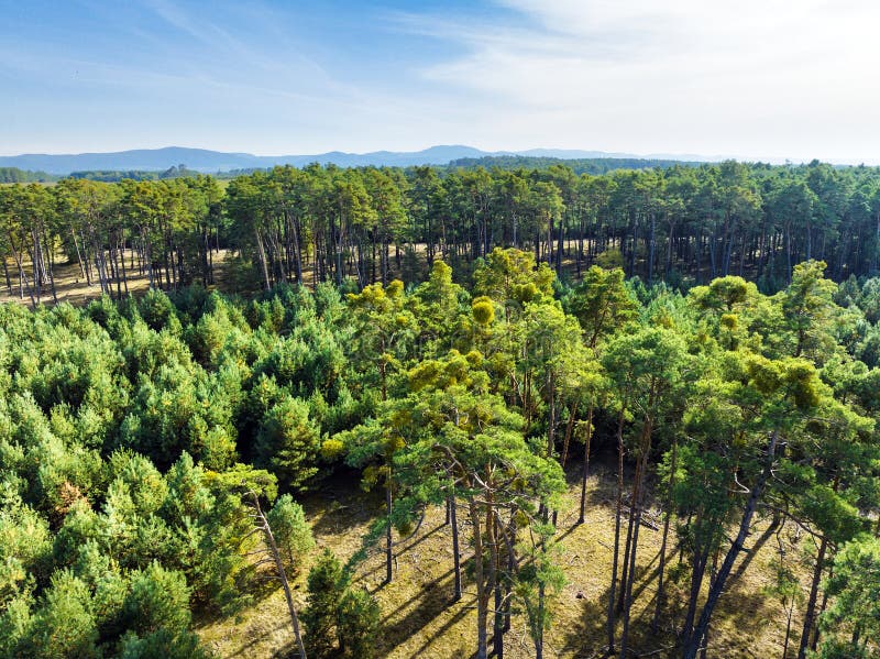 Pine Forest from Drone, Aerial Nature View Stock Photo - Image of drone ...