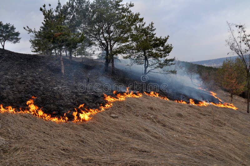 The Pine Forest Burns Dry Grass Stock Image - Image of emergency ...