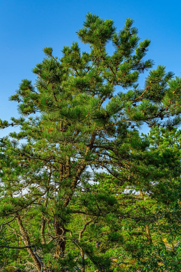 Pine Forest on Dunes, Ecoregion Pine Wasteland, Cape Cod Massachusetts ...