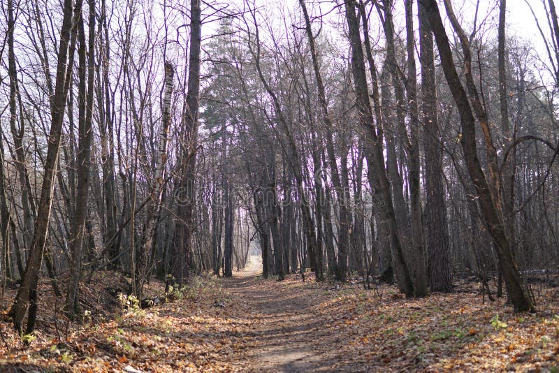 2,014 Early Forest Fresh Air Photos - Free & Royalty-Free Stock Photos ...