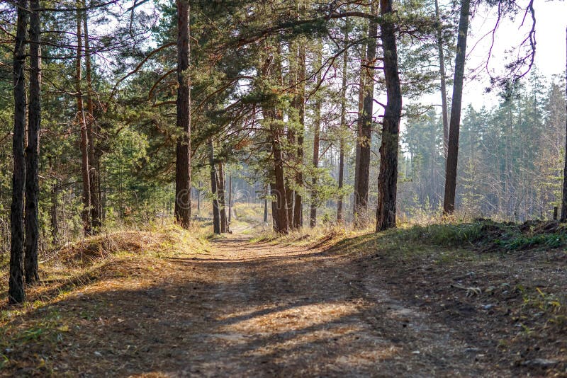 Pine Forest. Early Autumn. Forest Paths Stock Image - Image of park ...