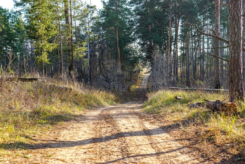 2,014 Early Forest Fresh Air Photos - Free & Royalty-Free Stock Photos ...