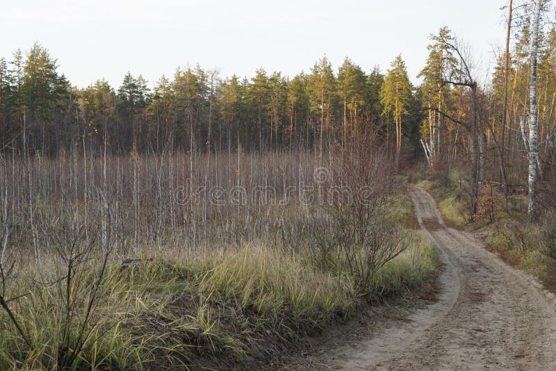 2,014 Early Forest Fresh Air Photos - Free & Royalty-Free Stock Photos ...