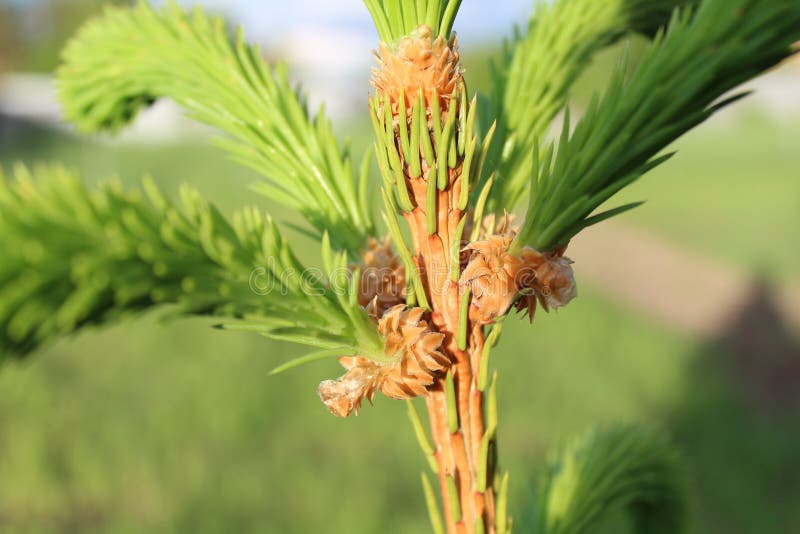 Pine forest in early July stock image. Image of early - 104383913