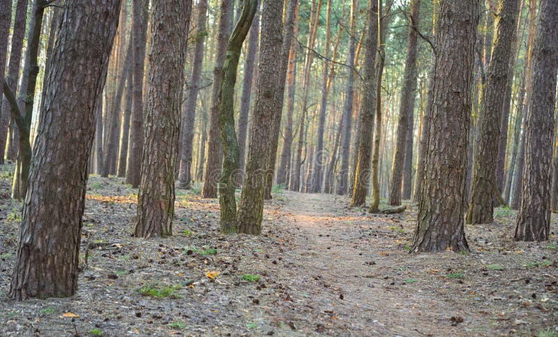 Pine forest stock image. Image of forest, coniferous - 179358341