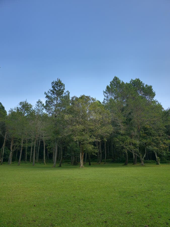 Pine Forest Edge stock image. Image of meadow, hill - 318713421