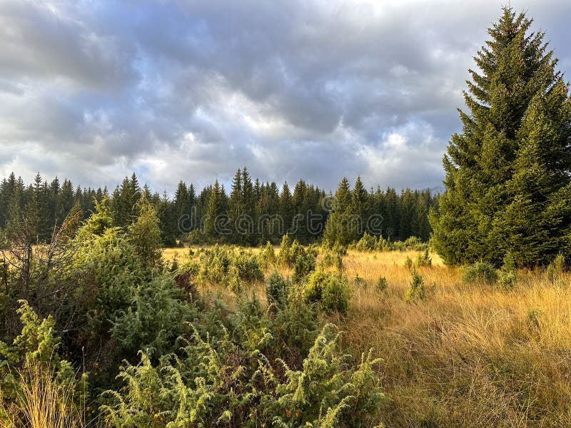 Pine Forest Edge: Shrubs, Yellow High Grass and Cloudy Sky Stock Photo ...
