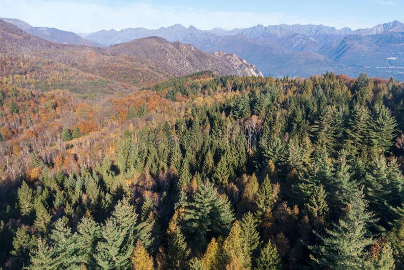 Pine forest, elevated view stock photo. Image of environment - 163543166