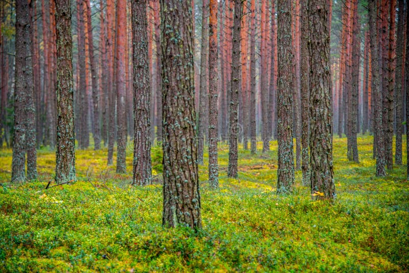 Pine forest in fall stock image. Image of colorful, light - 101660851