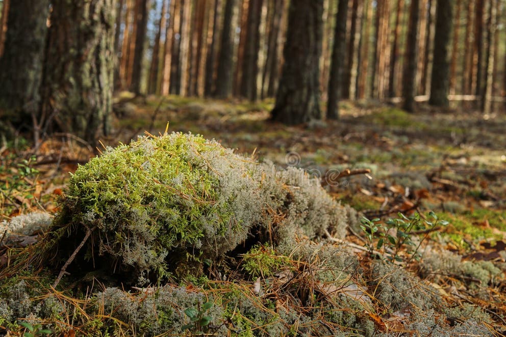 Pine Forest in the Fall. Rays of the Sun Illuminate Trees and Moss ...