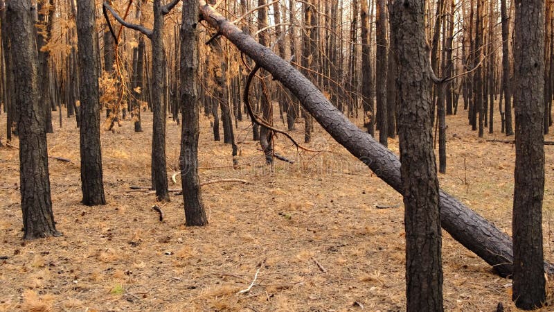 Burnt Fallen Pine Tree Lies in the Forest Stock Footage - Video of ...