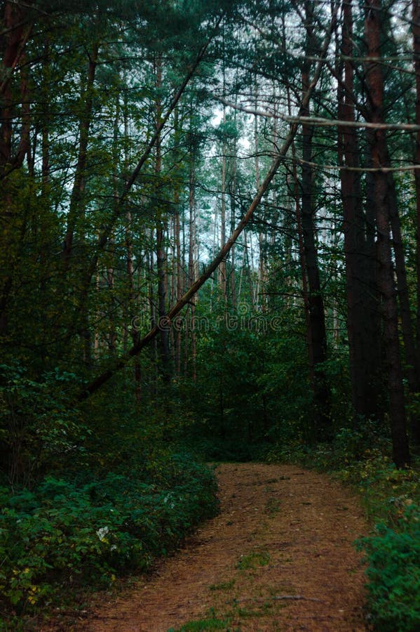 Pine Forest with Falling Three Above Dirt Path Stock Photo - Image of ...