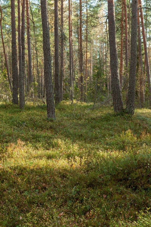 Pine forest in Finland stock photo. Image of trees, landscape - 96216216