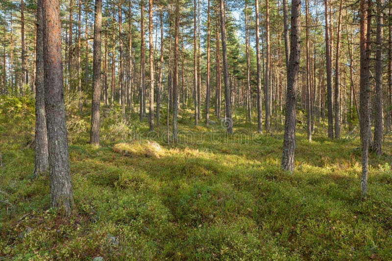 Pine forest in Finland stock image. Image of landscape - 96843761