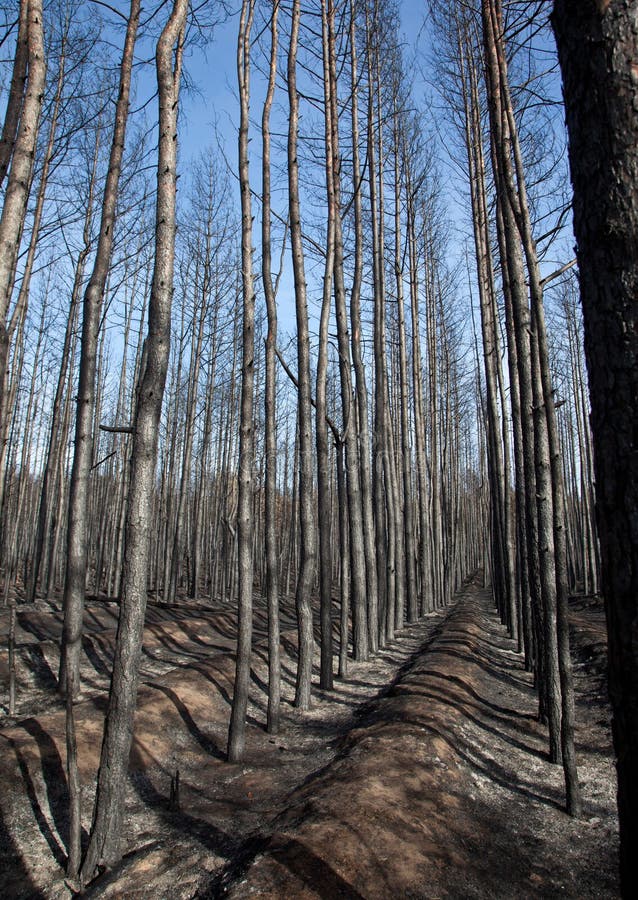 Pine forest after fire stock photo. Image of burn, danger - 16108818