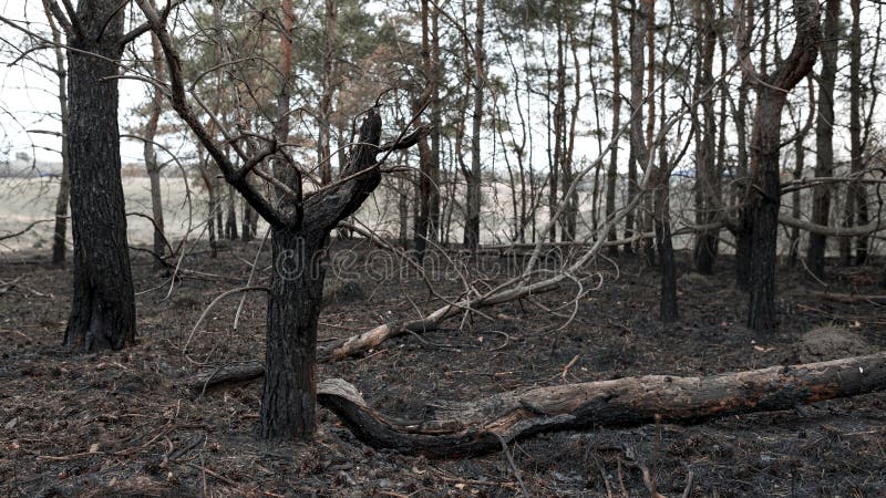 Pine Forest after the Fire Burnt Tree Recovered Earth. Stock Image ...