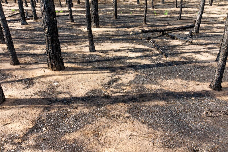 Pine forest after the fire stock image. Image of fire - 230461001