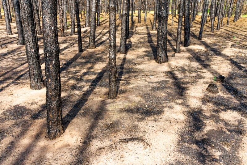 Pine forest after the fire stock image. Image of damage - 230461027