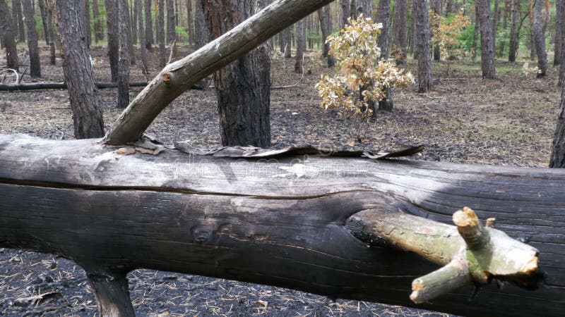 Burnt Fallen Pine Tree Lies in the Forest Stock Footage - Video of ...