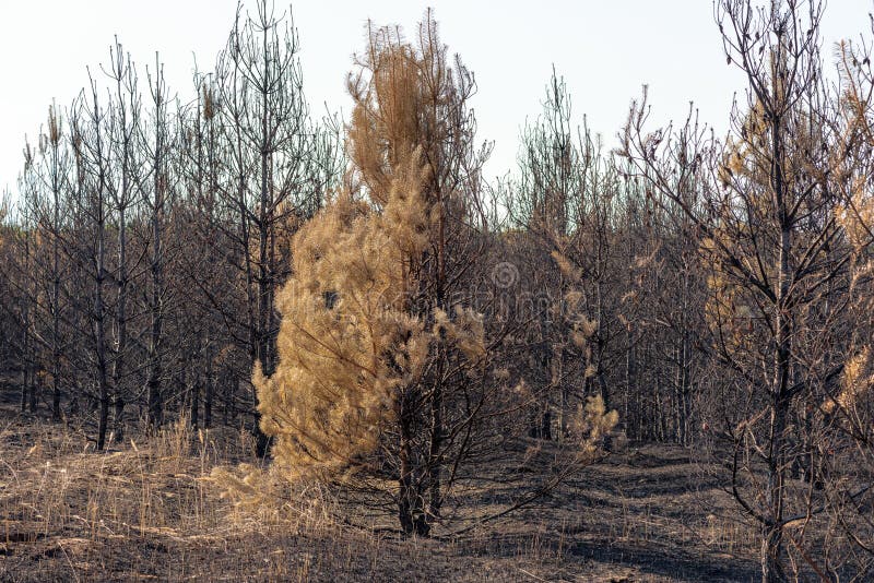 Pine Forest after a Fire in the Summer. the Tree Trunks Were Burned and ...