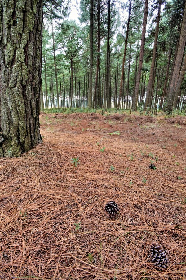 Pine Forest Floor stock image. Image of forest, tree - 14087971