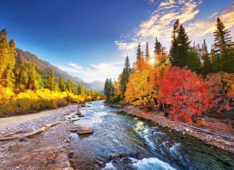 Pine Forest with Flowing Stream in Colorful Fall Foliage Stock ...