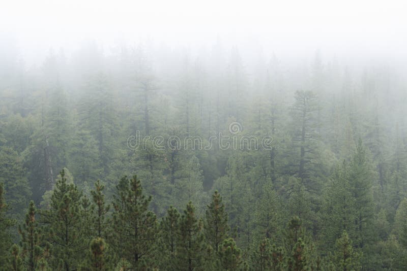 Pine Forest in Fog stock photo. Image of angeles, trees - 37764458