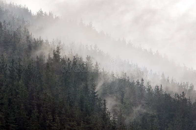 Pine forest with fog stock photo. Image of tree, misty - 32484882
