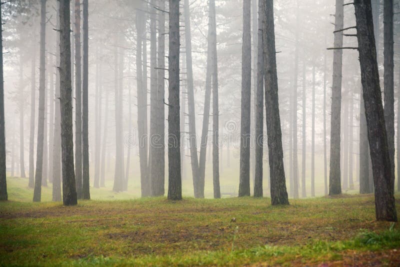 Pine forest in the fog stock photo. Image of design - 128366970