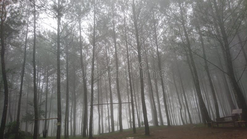 Pine forest fog stock image. Image of plant, fresh, sunlight - 203358067