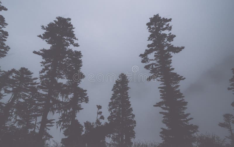 Pine forest with fog stock photo. Image of environment - 102849230
