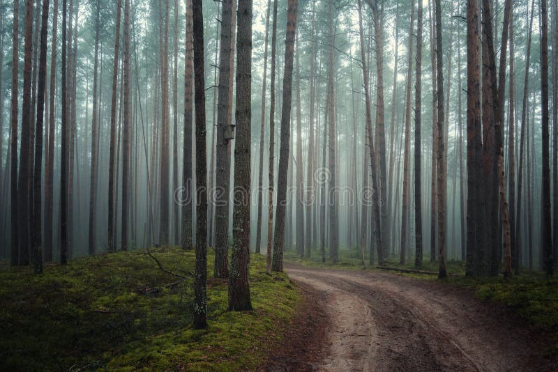 Pine forest in the fog stock image. Image of misty, foggy - 229193611