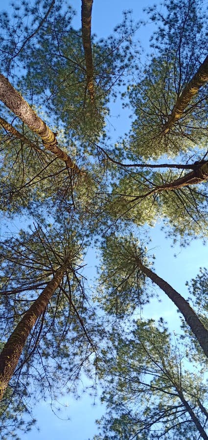 Pine Forest at the Foot of Mount Bawakaraeng Indonesia Stock Image ...