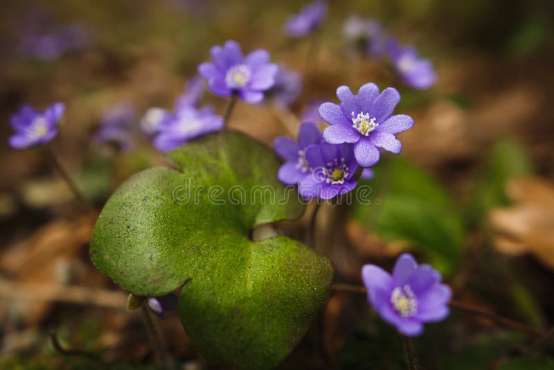 Wildlife, Forest Grasses in Early Spring Stock Image - Image of natural ...