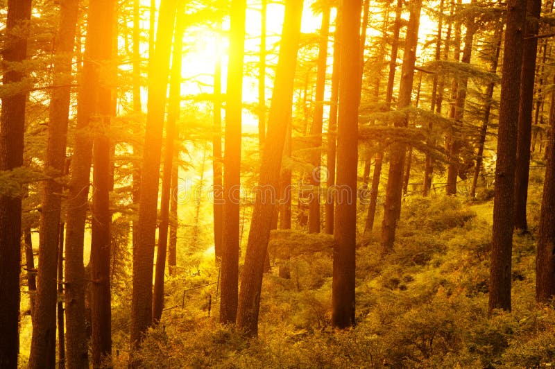 Pine Forest with Golden Sunlight Stock Photo - Image of hill, leaf ...