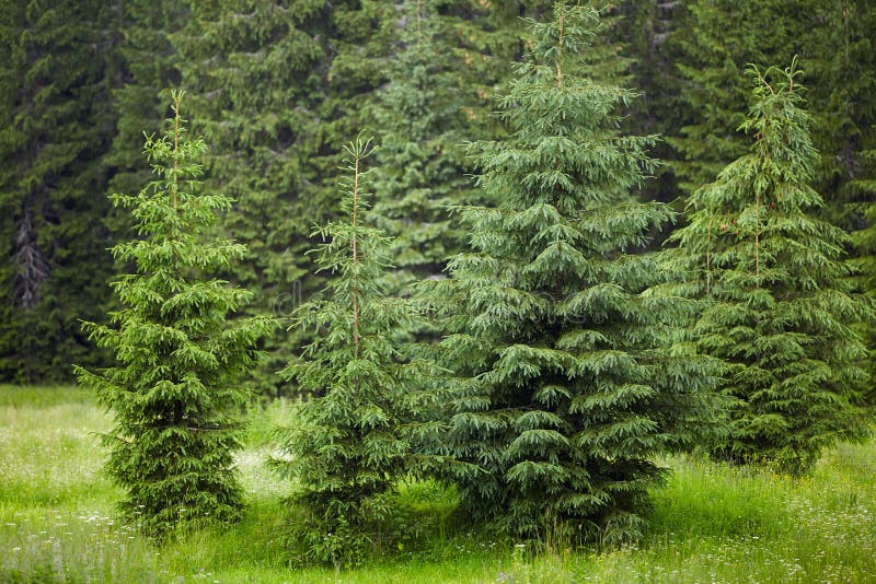 Pine forest and grass stock photo. Image of pines, trees - 133157068