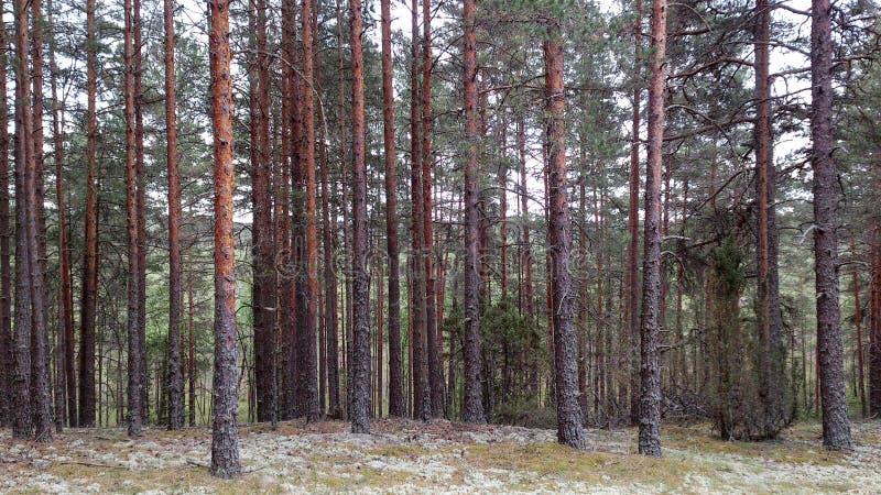 Pine Forest on a Gray Day. Walking in the Fresh Air. Peaceful Landscape ...
