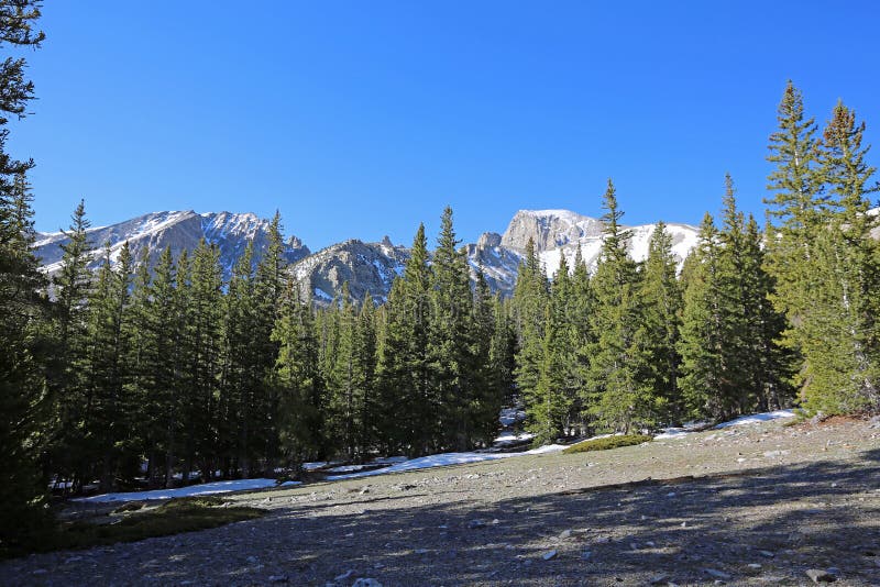 Pine Forest in Great Basin NP Stock Image - Image of attraction, rock ...