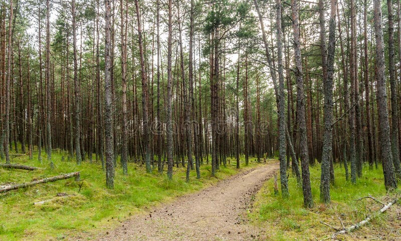 Pine Forest with Green Grass and Path Leading into the Distance Stock ...