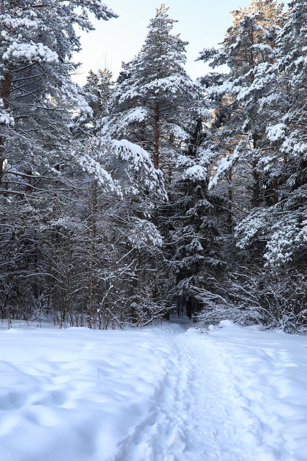 Pine Forest after a Heavy Snow Storm on Sunny Winter Day Stock Photo ...