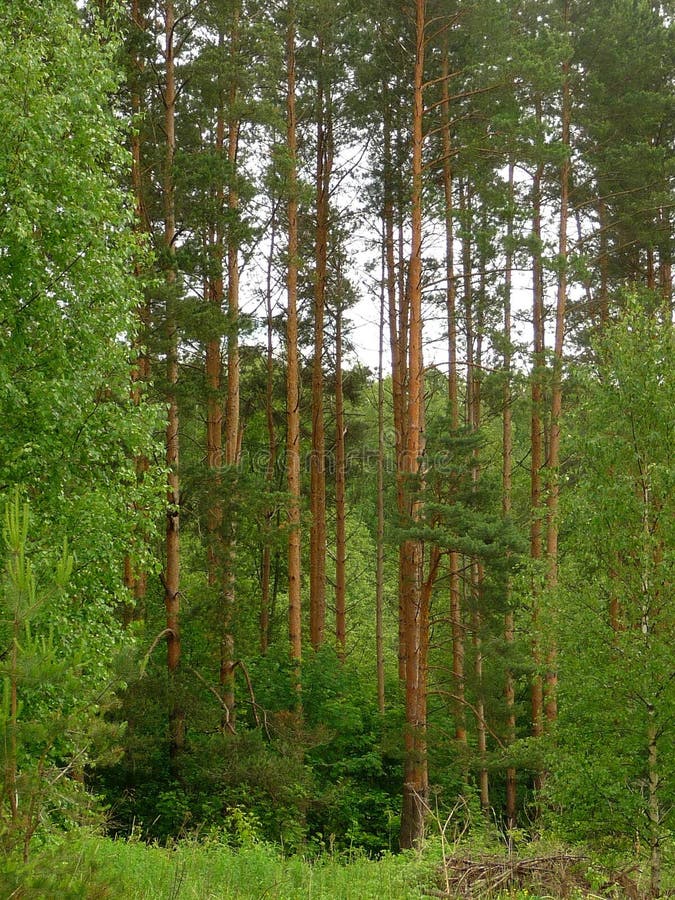 Pine Forest with High Trees Stock Photo - Image of landscapes ...