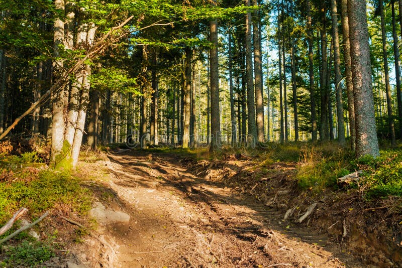 Pine Forest with High Trees in Sunlight Stock Image - Image of woodland ...