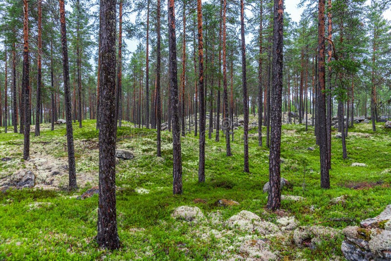 Pine Forest from the Highlands of Sweden Stock Photo - Image of ...